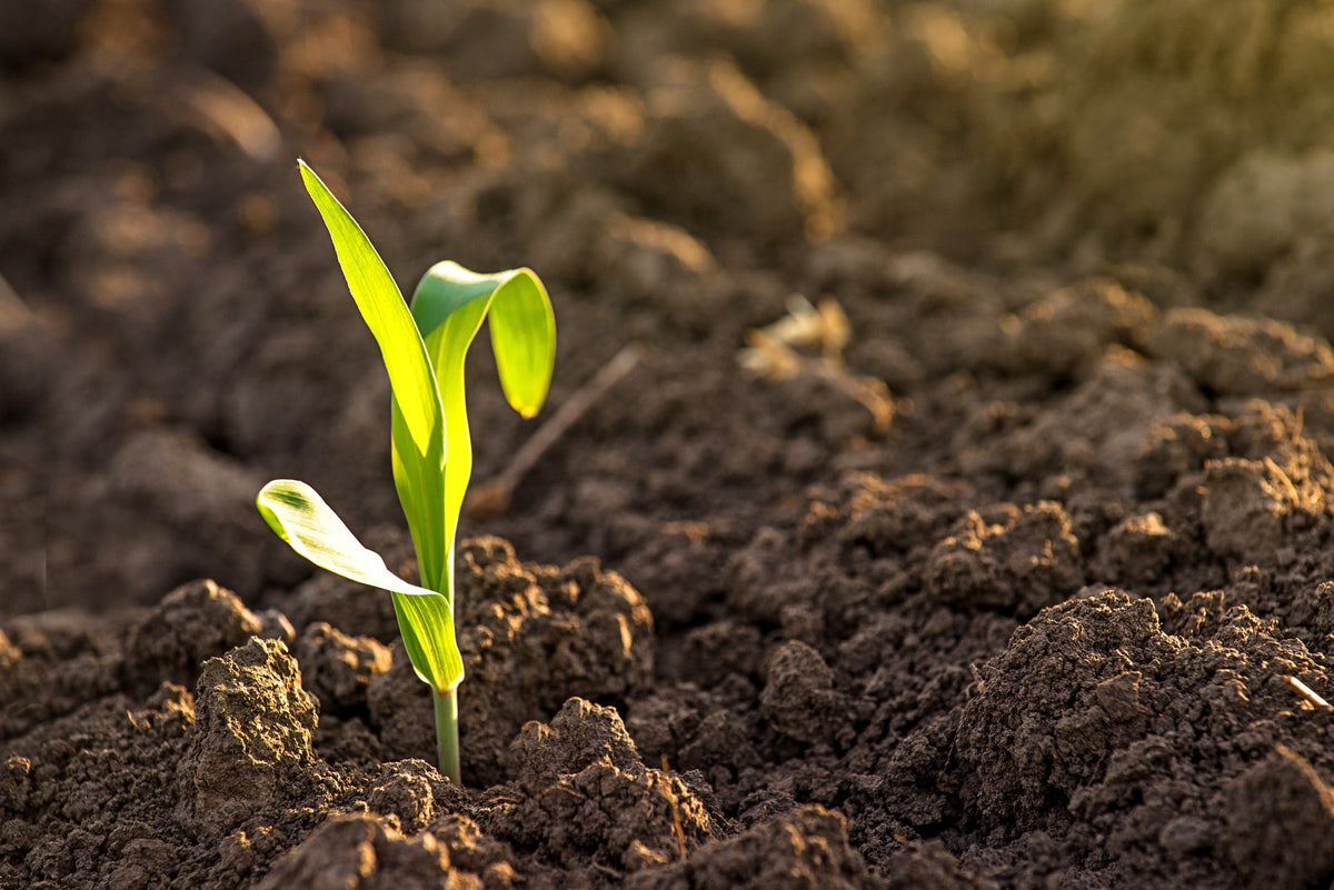 Growing In Shallow Soil? Try These 19 Plants Recommended By Master ...