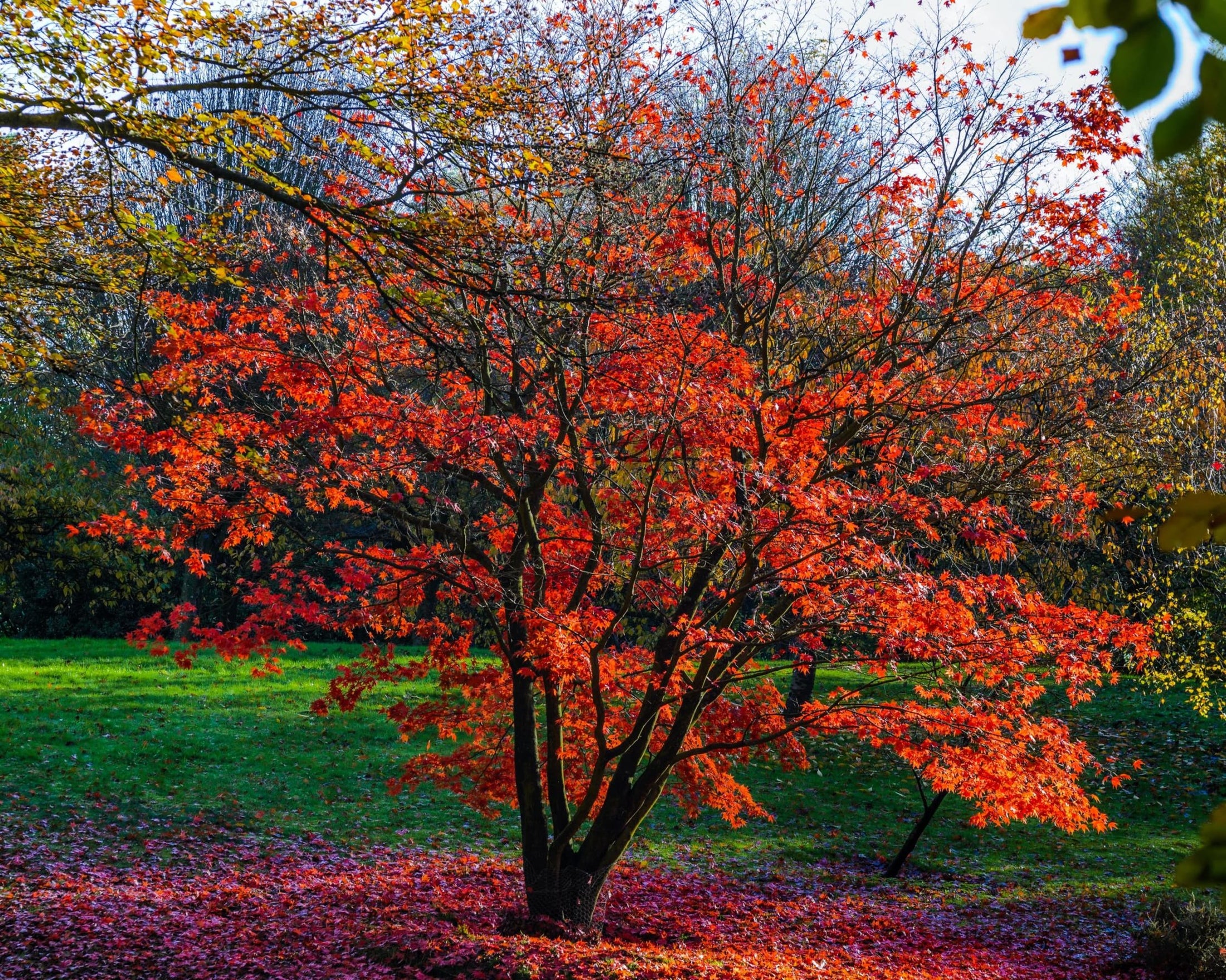 10 Incredible Acer Tree Types From The Chairman Of The Maple Society ...