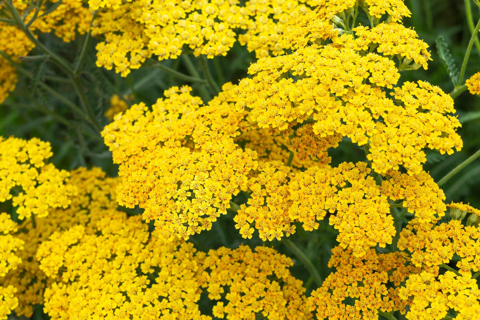 Yarrow Is Very Easy To Propagate Says Master Horticulturist Colin ...