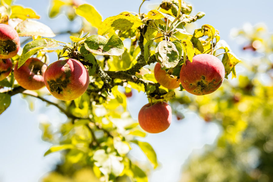 This Is How To Identify And Fix 7 Common Apple Tree Problems & Diseases ...