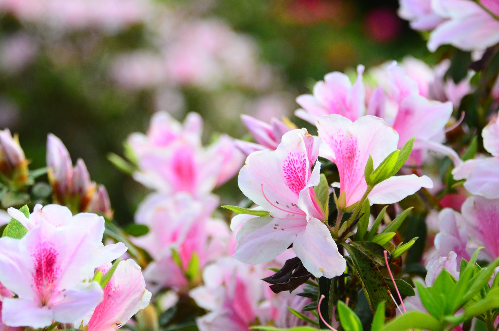 7 Problems Azalea Growers Might Encounter, Including Leaf Drop And Bud ...