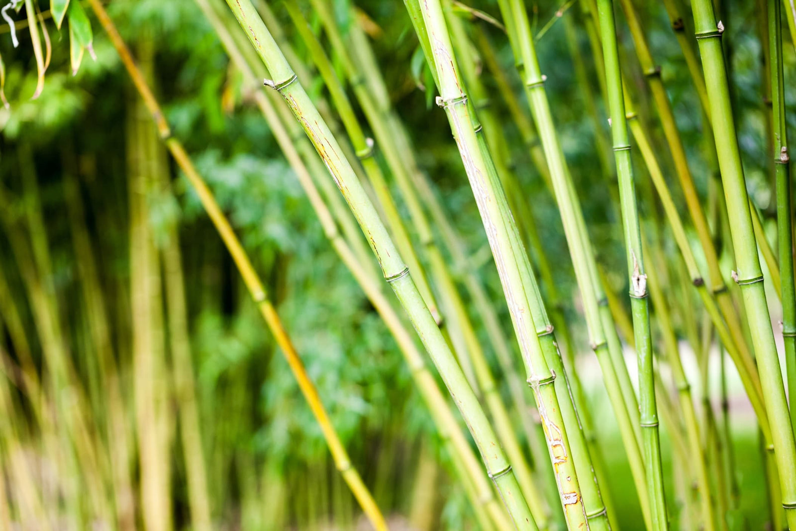 These Are The Secrets To Growing Bamboo From A Pro Scottish Nursery ...