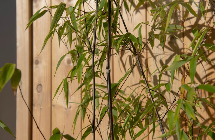 12 Spectacular Types Of Bamboo, Including Kerri Dall's Fargesia ...
