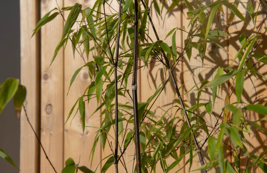 12 Spectacular Types Of Bamboo, Including Kerri Dall's Fargesia ...