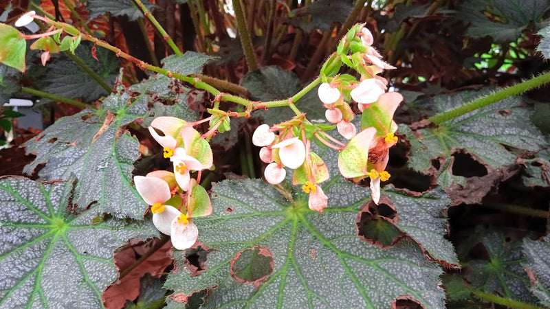 Why Pinching Off Dead Or Damaged Begonia Flowers Will Keep Your Plant ...