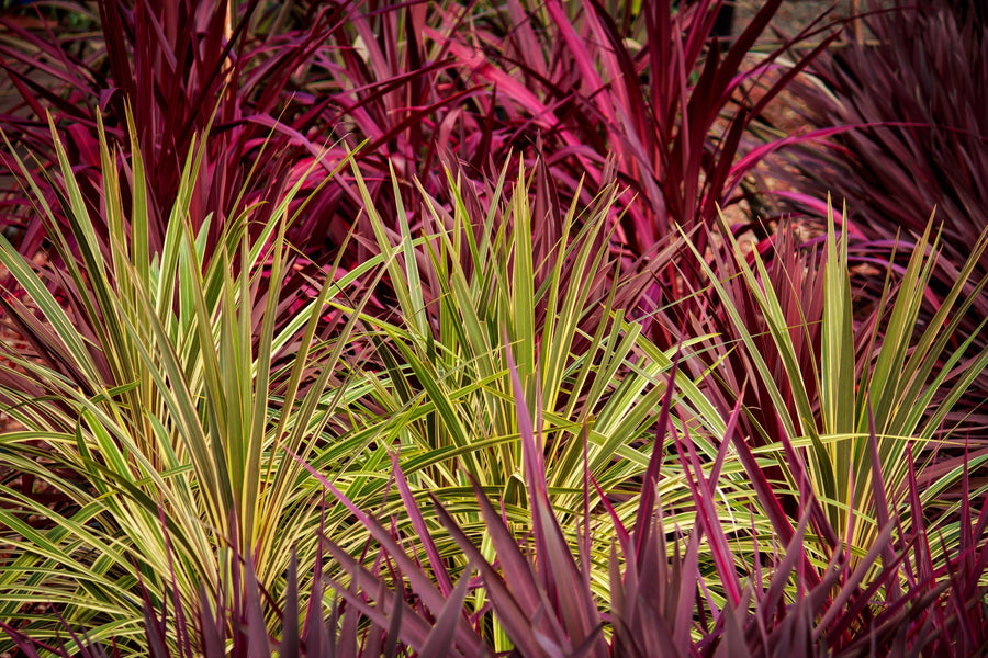 18 Cordyline Types - 'Do You Want A Lower-Growing Conical Plant Or A ...