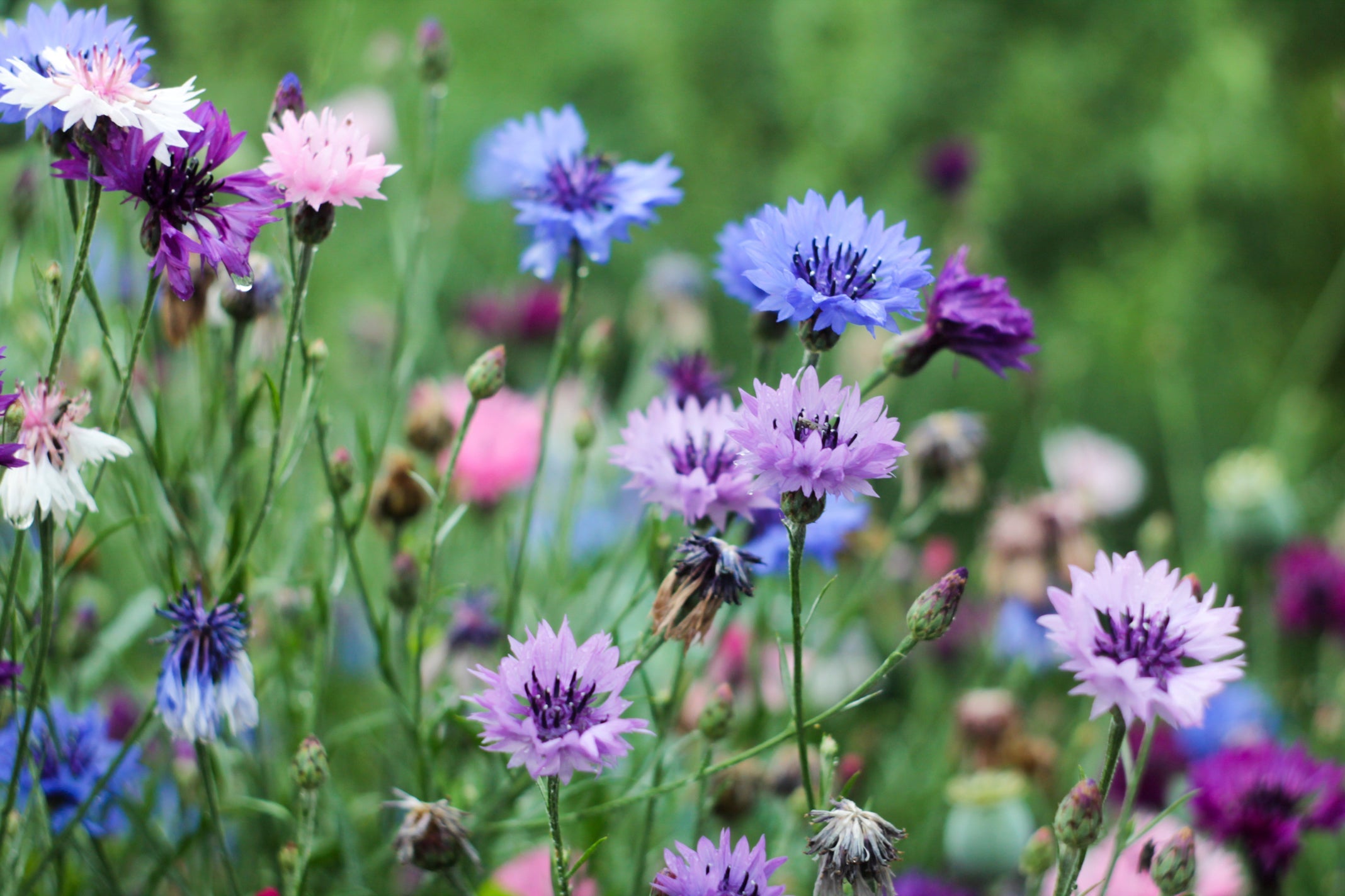 Here's How Emily Cupit Sows Cornflower Seeds For An Annual Meadow ...