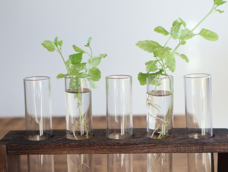 Master Horticulturist's Guide To Taking And Propagating Plant Cuttings ...