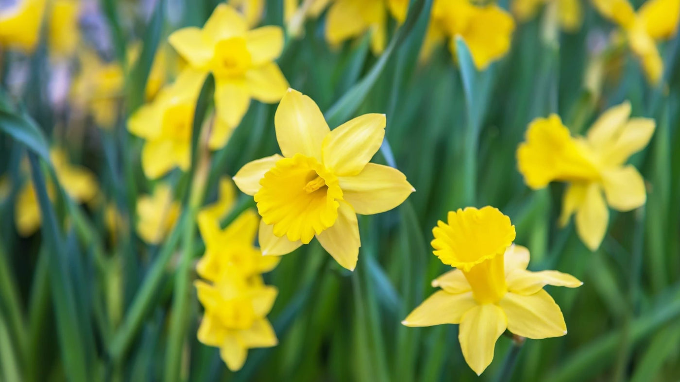 Use Good Drainage To Grow Perfect Daffodils Say These Narcissus ...