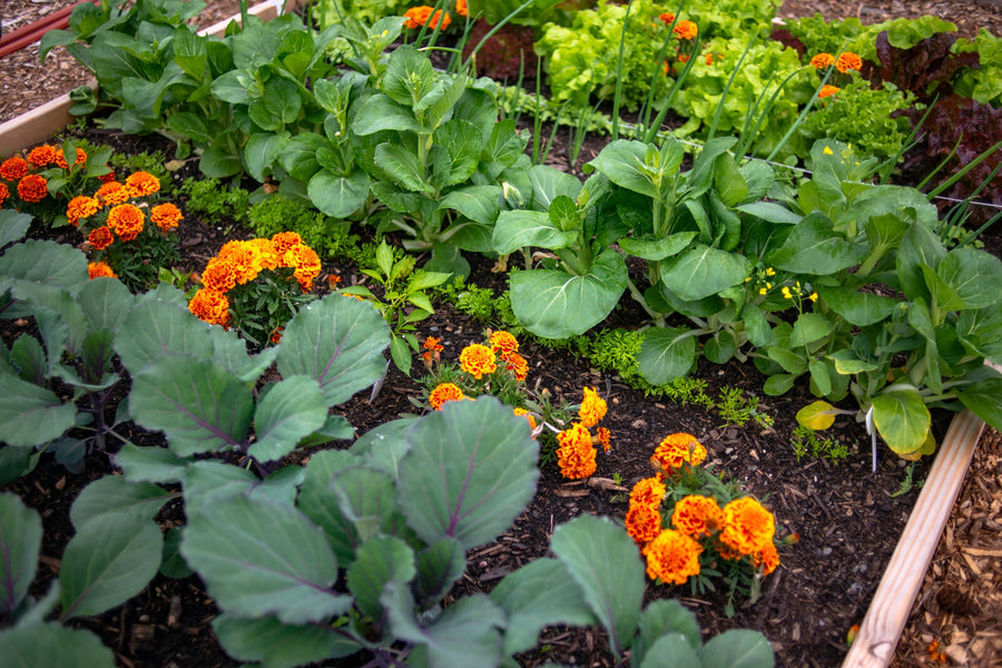 Trap Crops And Dynamic Accumulators - The Flowers You Should Be ...