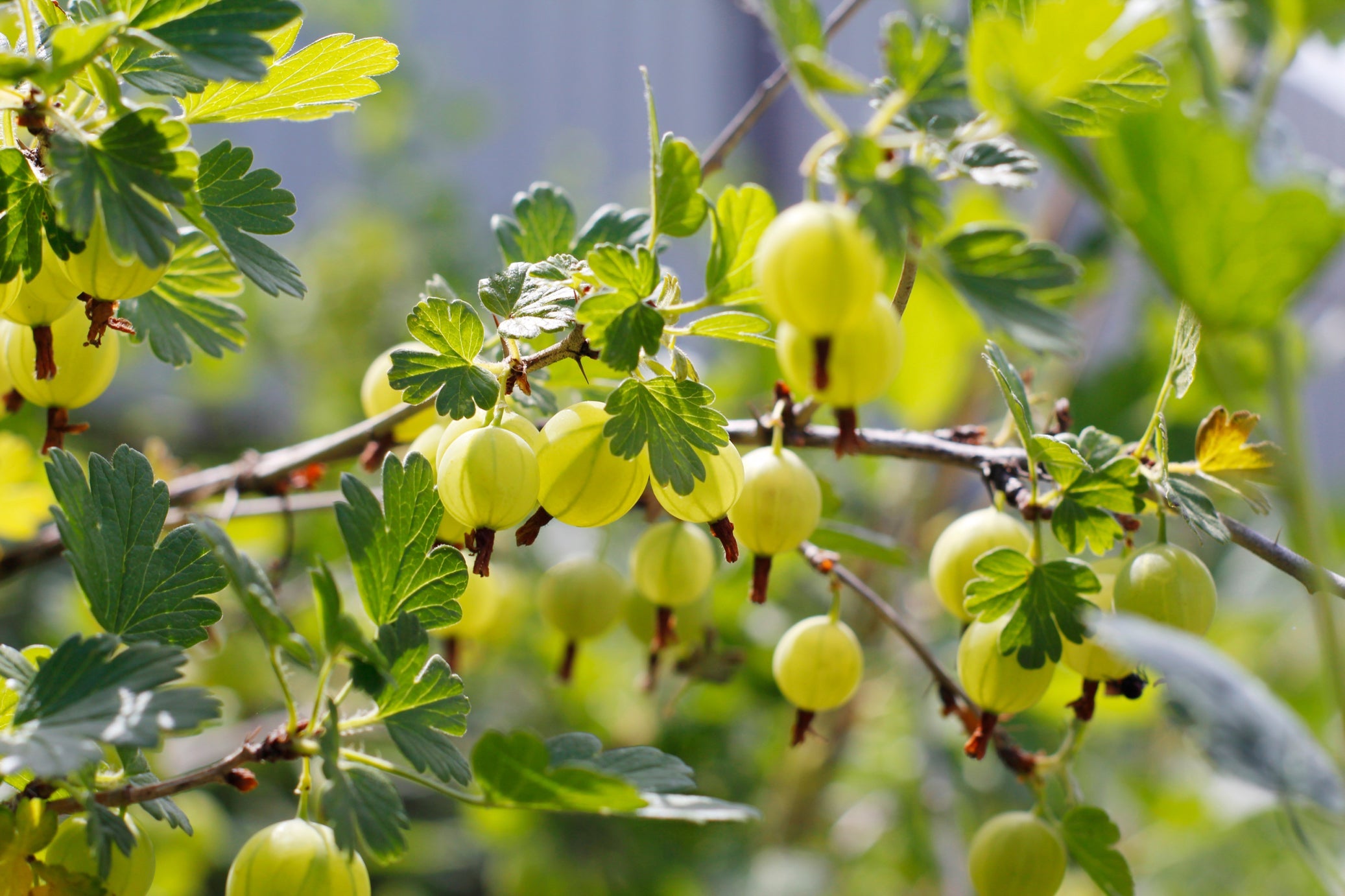 You Can Use Layering Or Hardwood Cuttings To Propagate Gooseberry ...