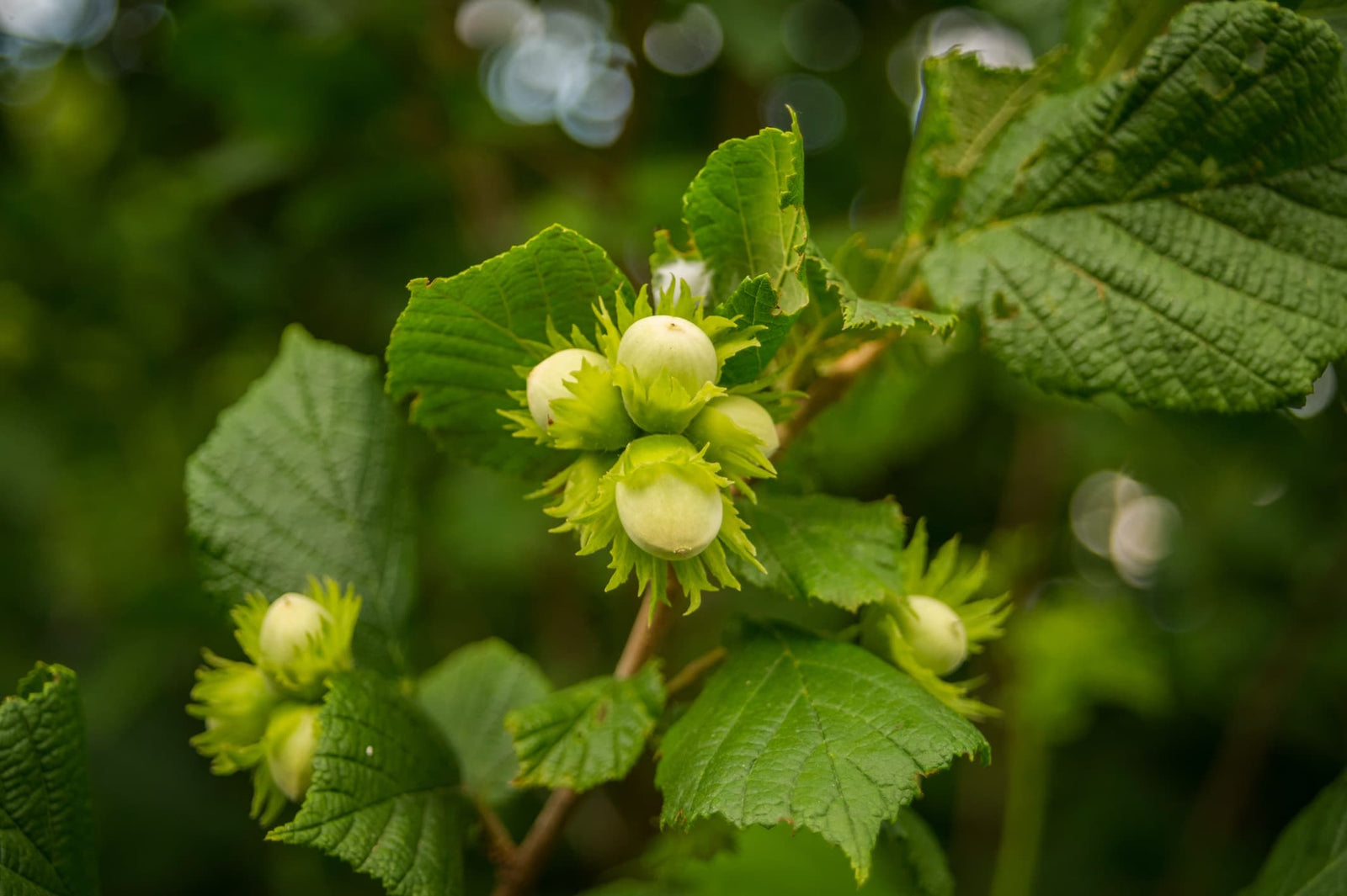 Growing Hazelnut Tree - 'If I Could Recommend Just One Native Tree ...