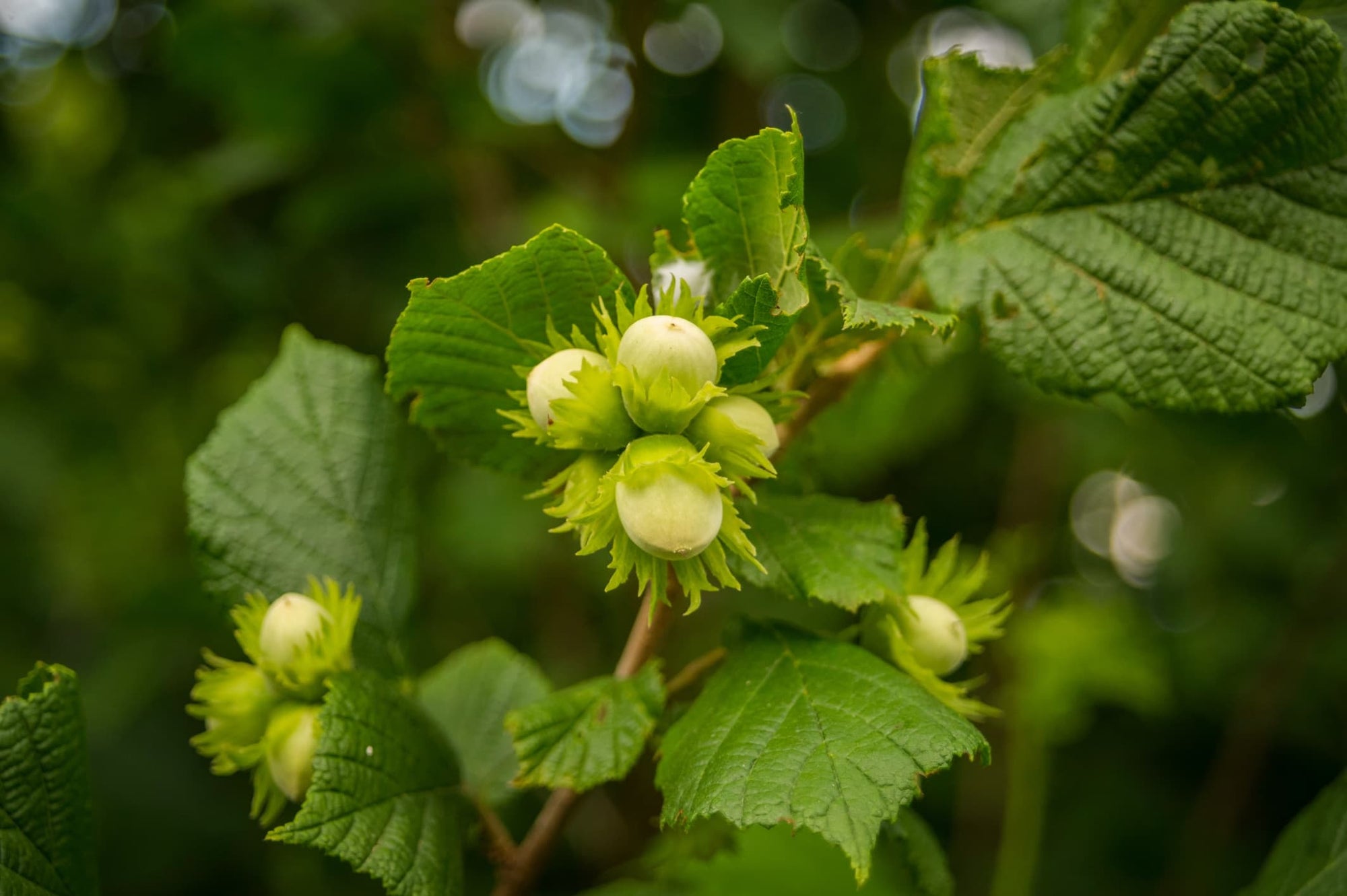 Growing Hazelnut Tree - 'If I Could Recommend Just One Native Tree ...