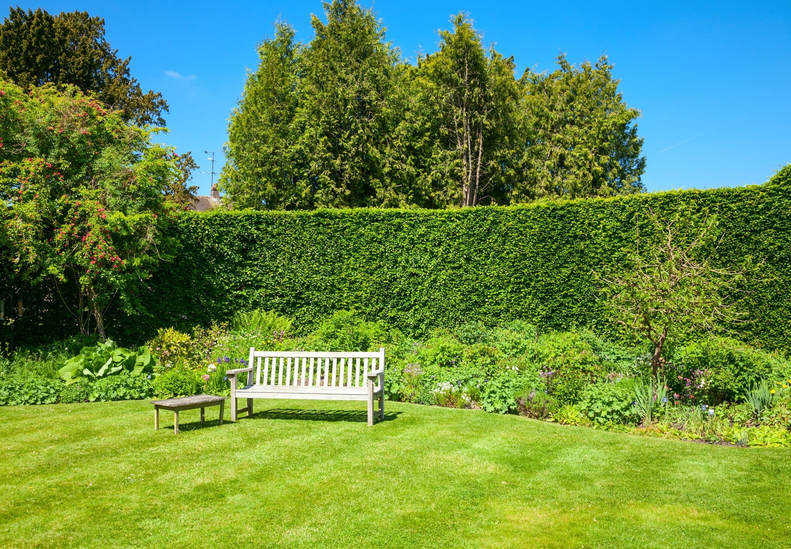 14 Reliable Hedging Plants That Are Popular Throughout The Country ...