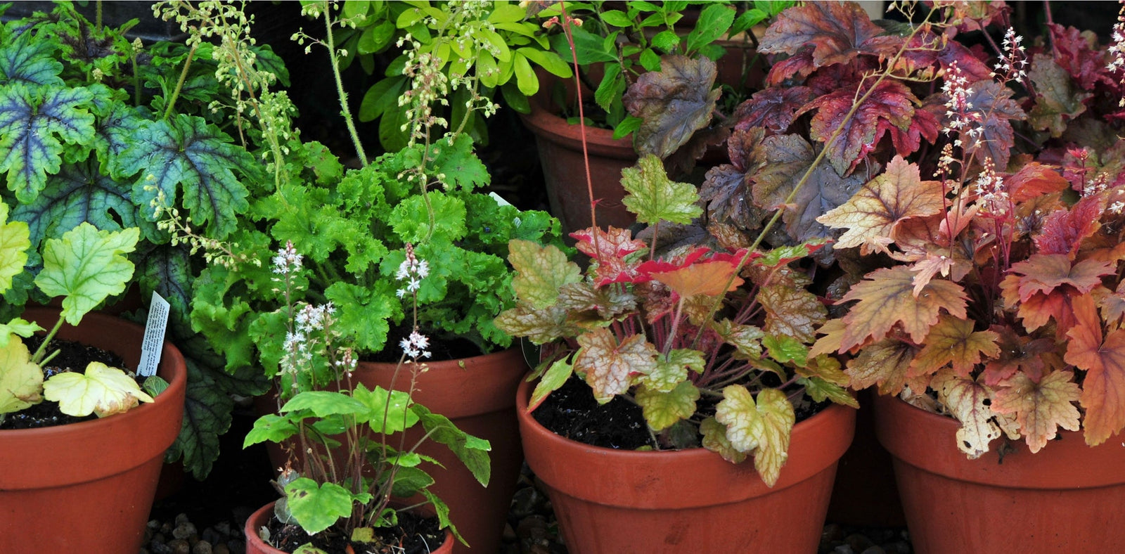 Why Heuchera Is An Excellent Choice For Perennial Container Displays ...
