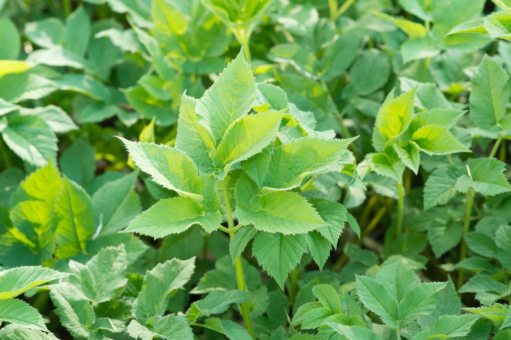 Ground Elder: This Problem Plant Can Actually Be Useful If You Control ...