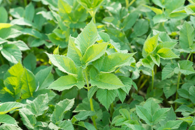 Ground Elder: This Problem Plant Can Actually Be Useful If You Control ...