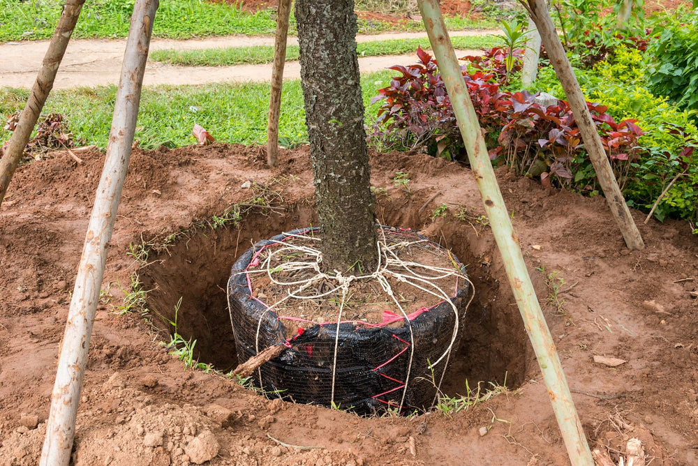 Sometimes A Tree Just Needs To Be Moved - Here's How To Do It With ...