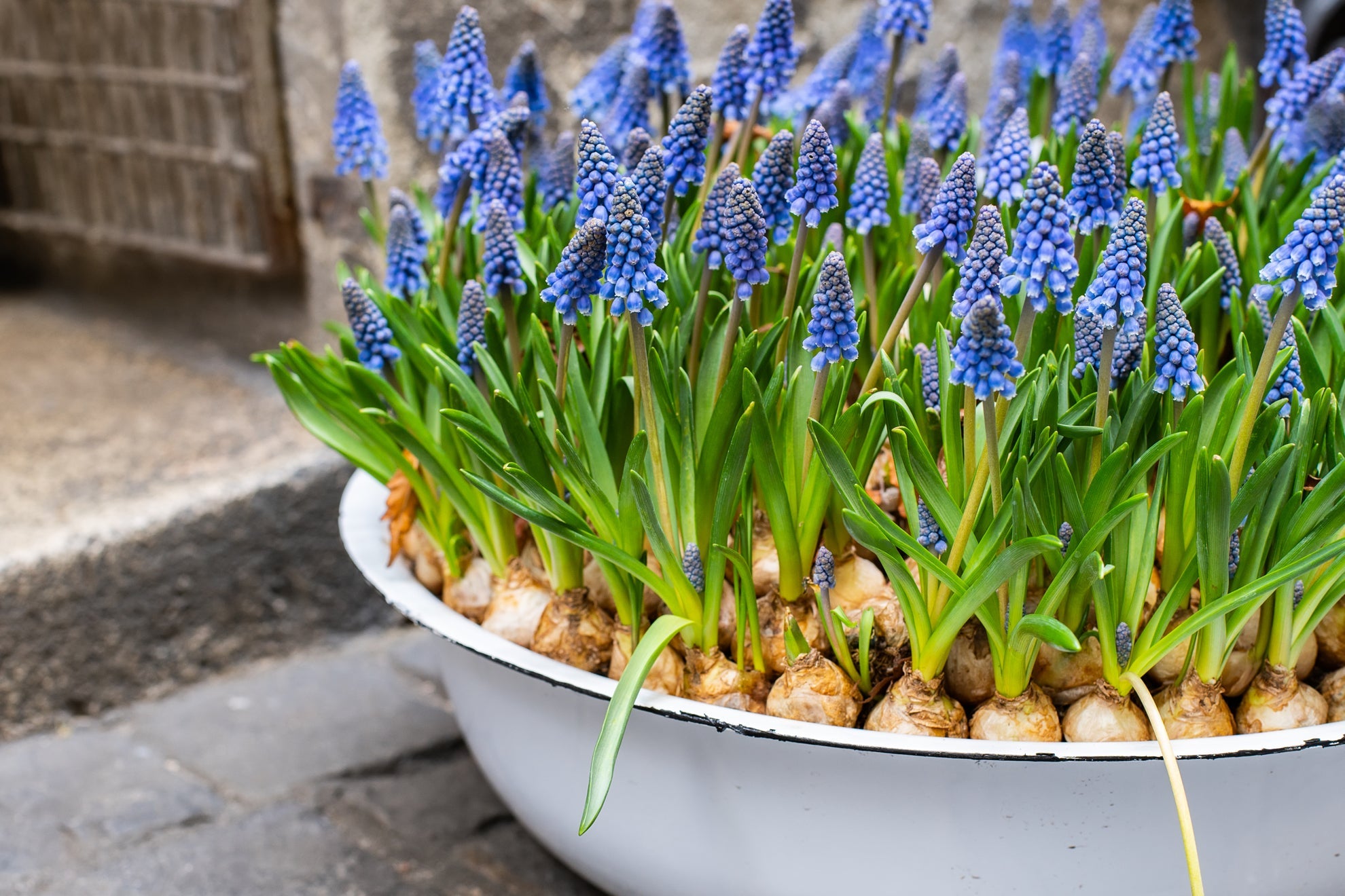 Planting Muscari (Grape Hyacinth) Bulbs In Autumn With Gardener Emily ...