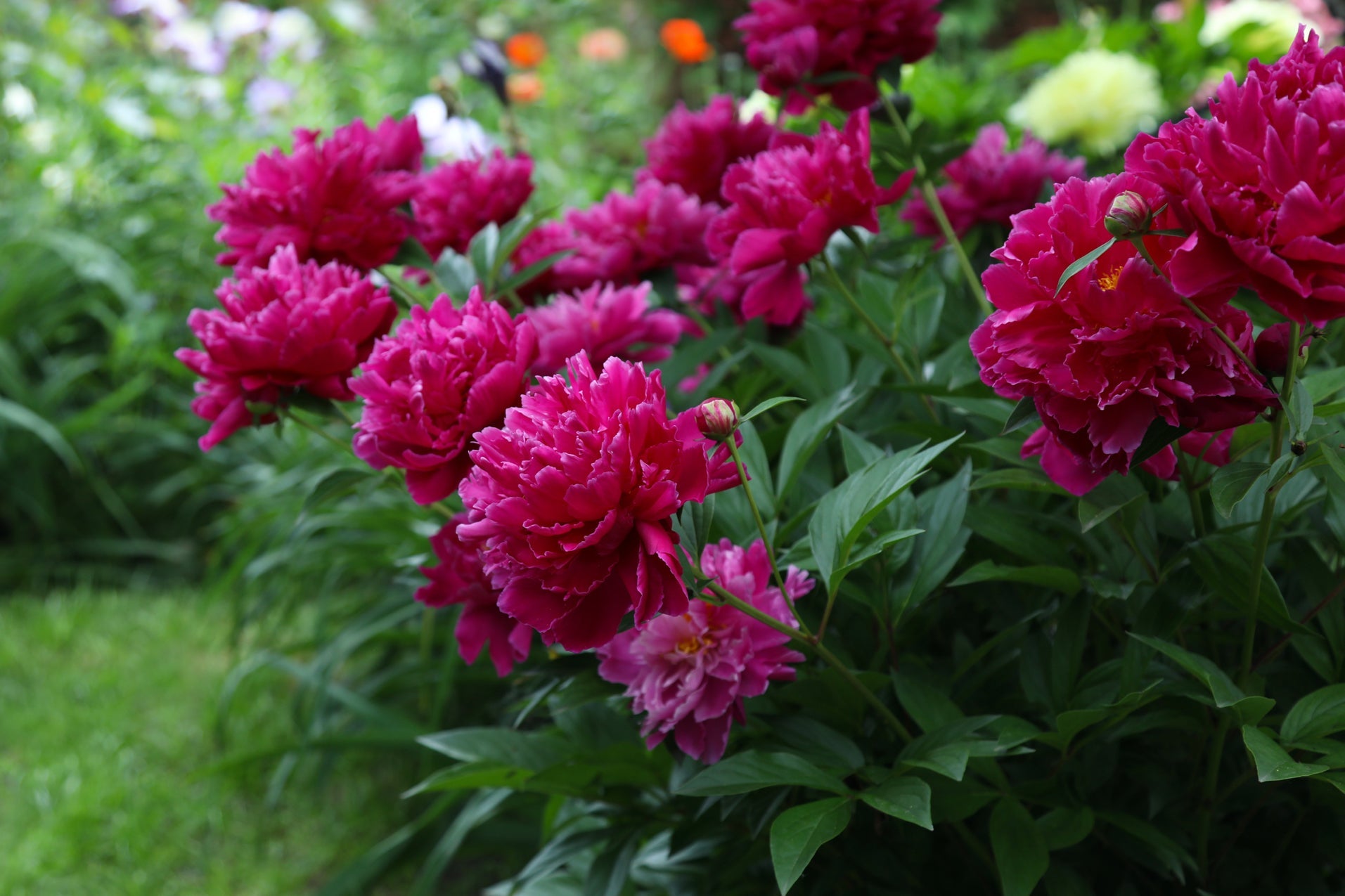 Grow These 18 Companion Plants With Peonies Says Little Budds Peony ...
