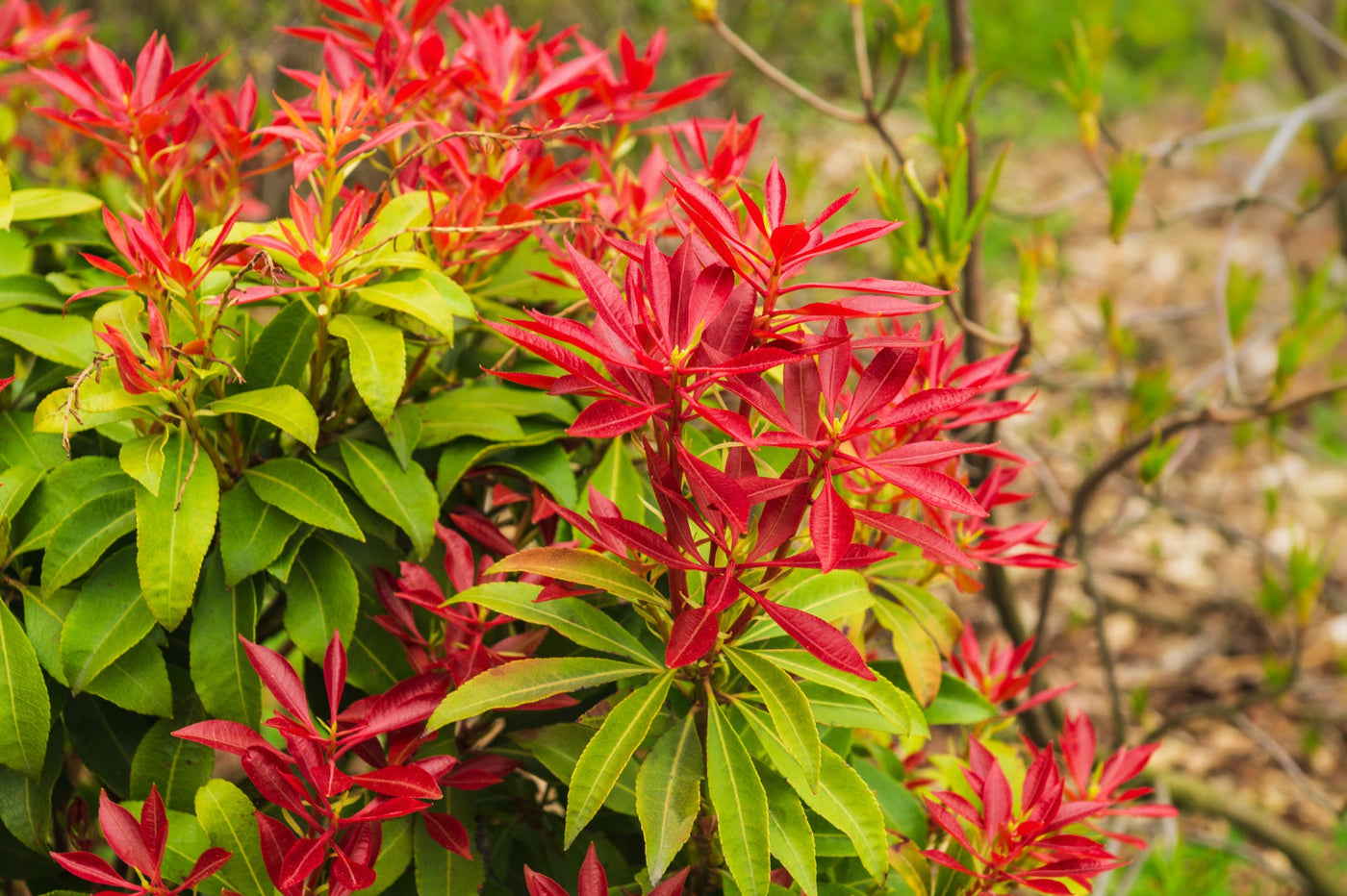 Choosing Pieris For Containers: Important Considerations To Keep Your ...