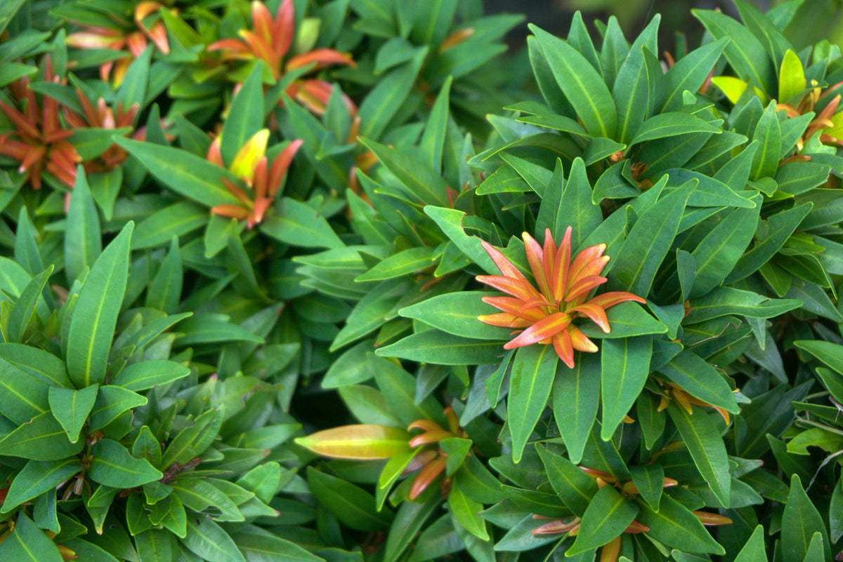 These Are The Common Causes Of Issues With Pieris According To Colin ...