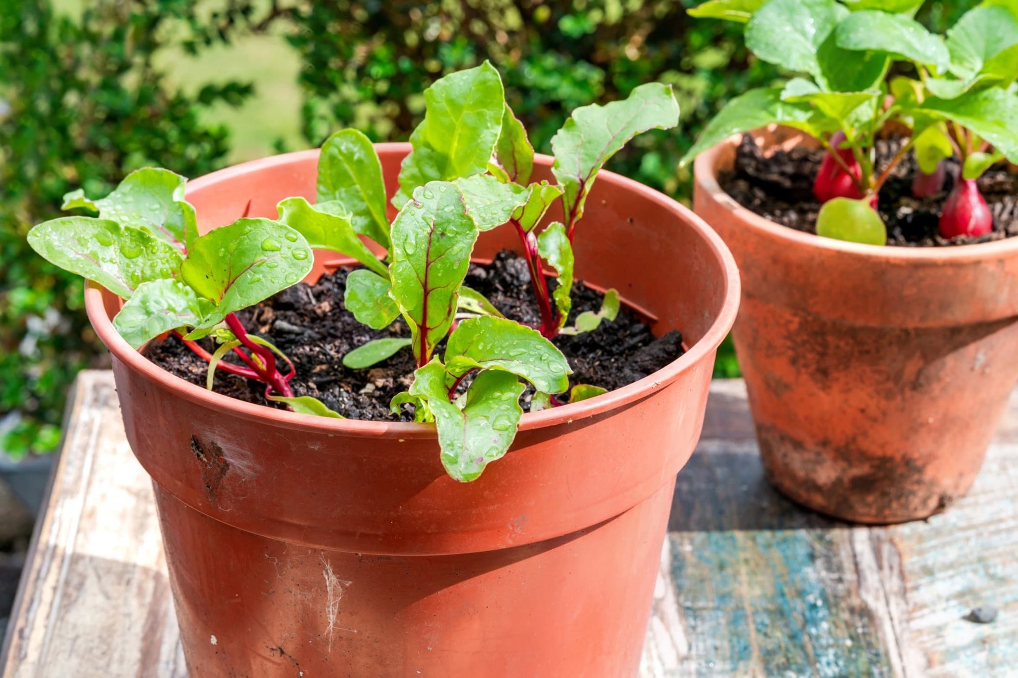 Use These Varieties If You're Container Growing Beetroot Says Peter ...