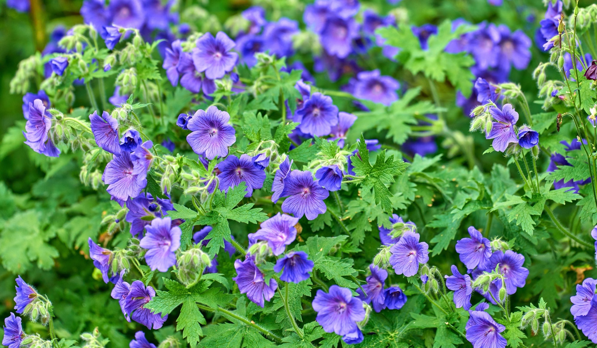 Growing Purple Perennials With These 38 Plants From Master ...