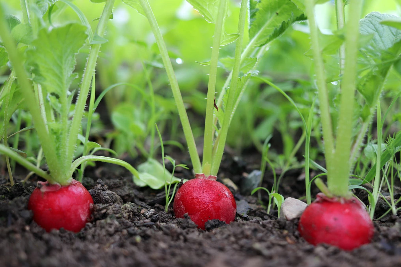 Grow Radish For An Easy Harvest: 'I Always Recommend Them To First-Time ...