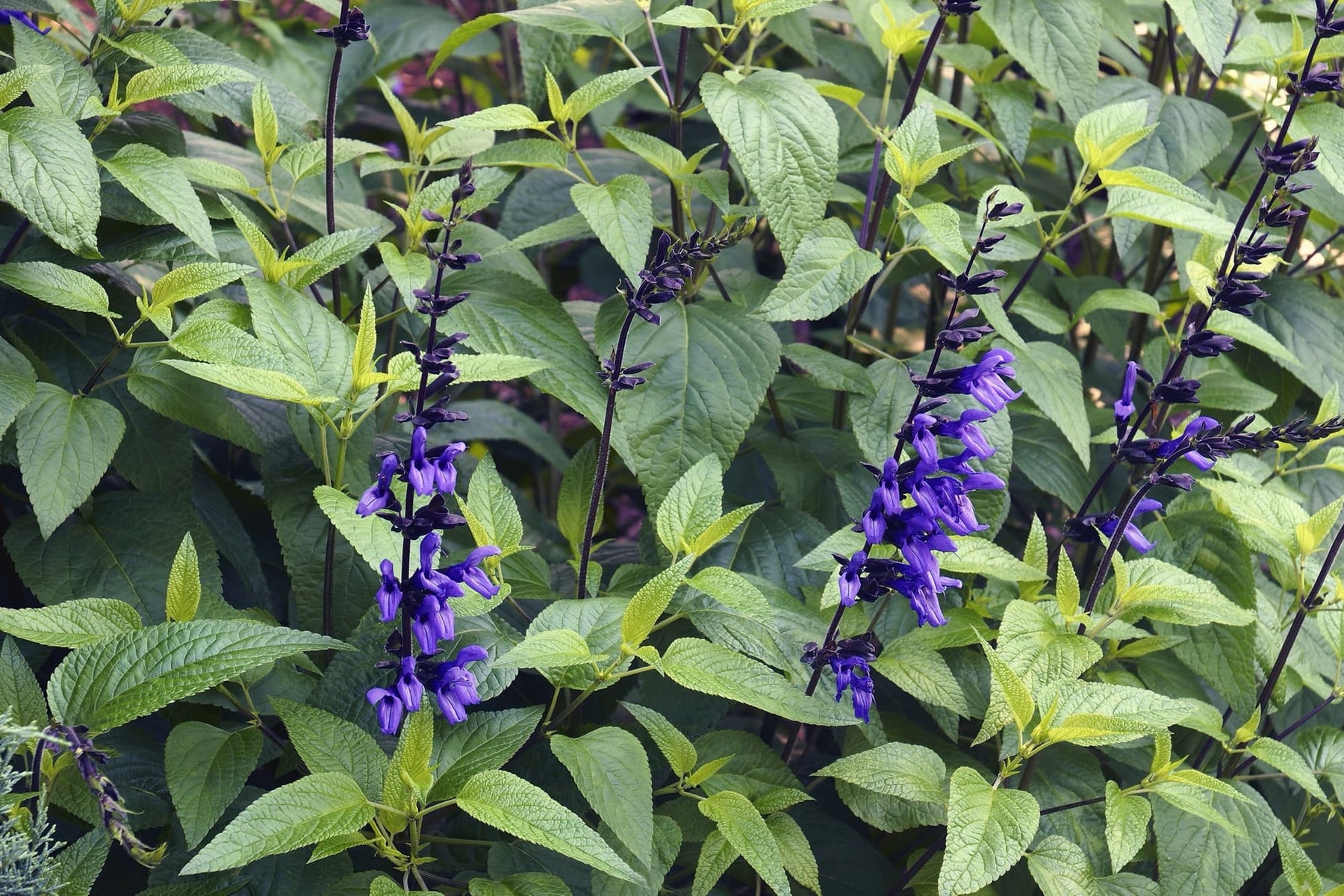 Pruning Salvia: How To Cut Back Annual, Perennial, Tender And Shrubby ...