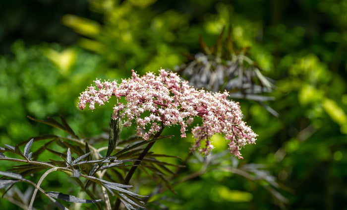 Growing Sambucus Nigra 'Black Lace' - 'It Took 15 Years To Get To Size ...