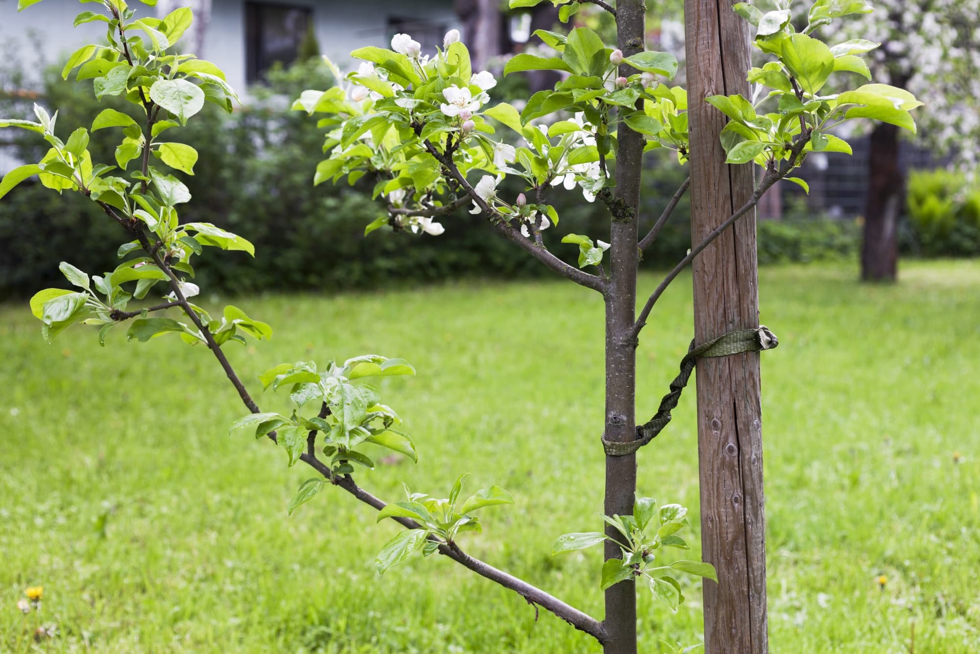 How To Stake A Leaning Or Newly-Planted Tree With Tips From Peter ...