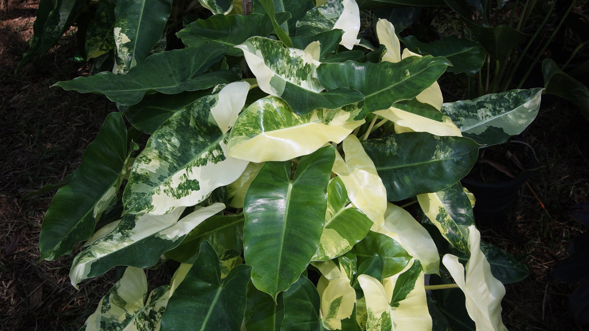 These 50 Variegated Plants Add Foliage Variation And Help Draw The Eye ...