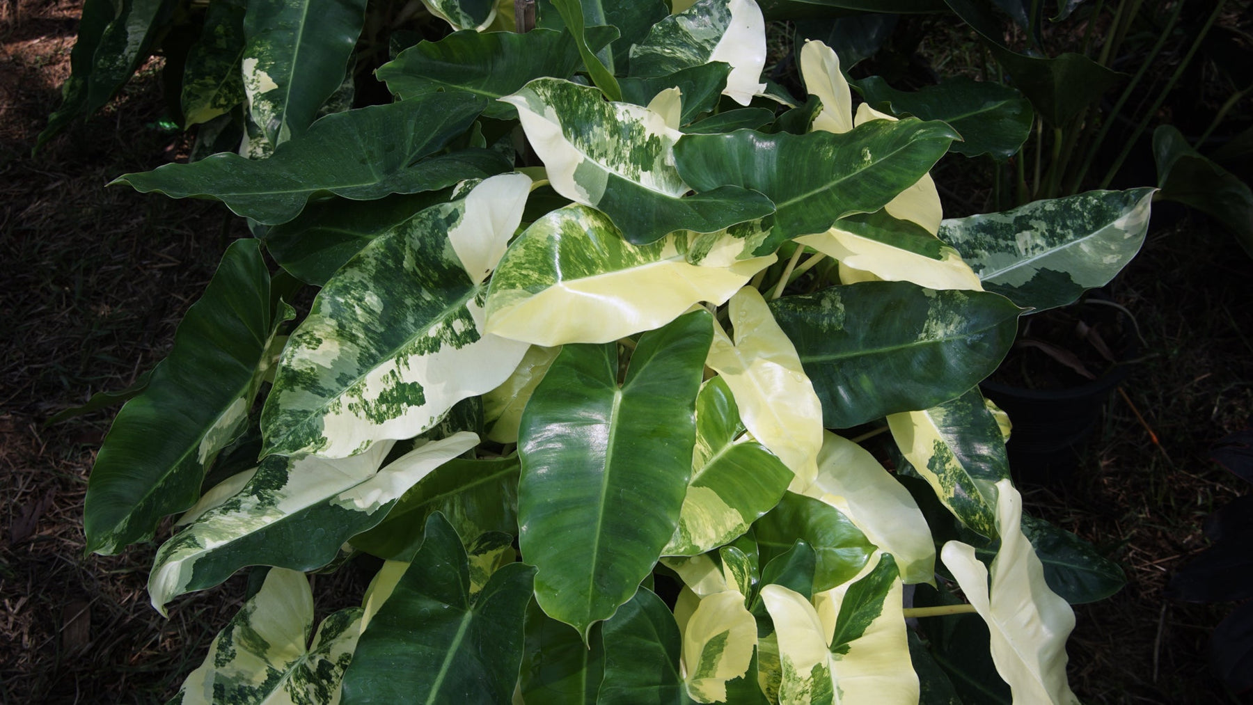 These 50 Variegated Plants Add Foliage Variation And Help Draw The Eye ...