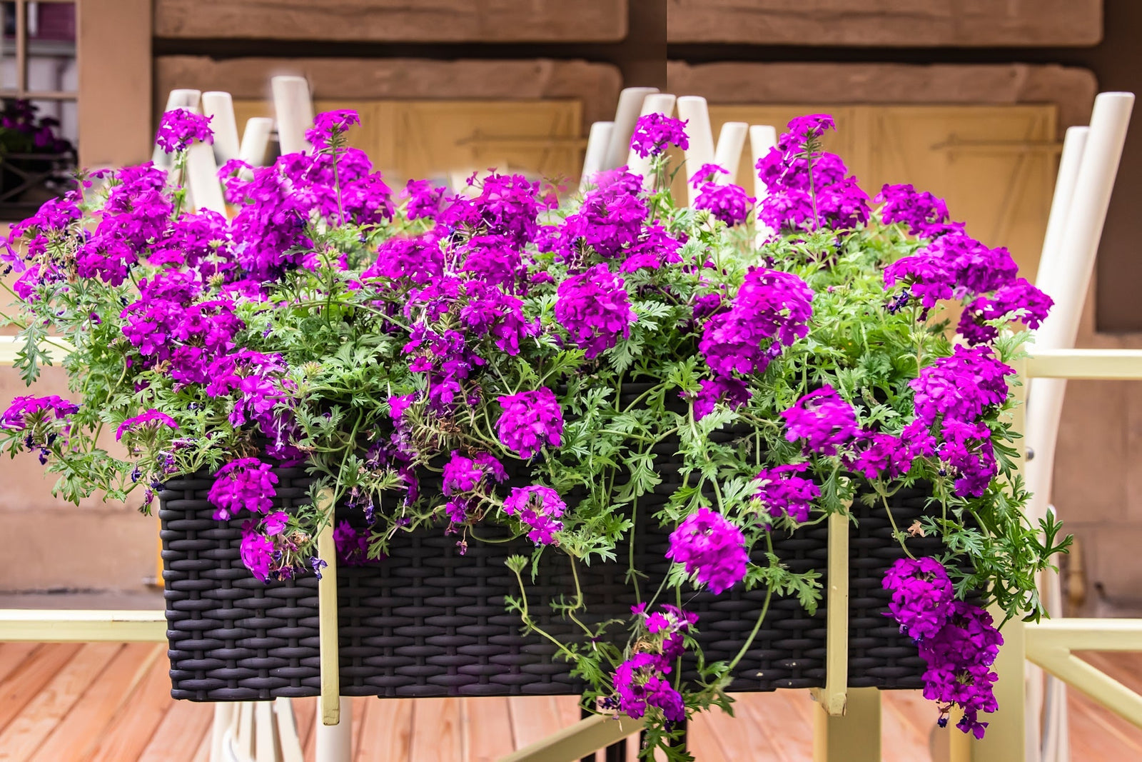 Both Tender And Hardy Verbena Can Be Grown In Containers - Here's How ...