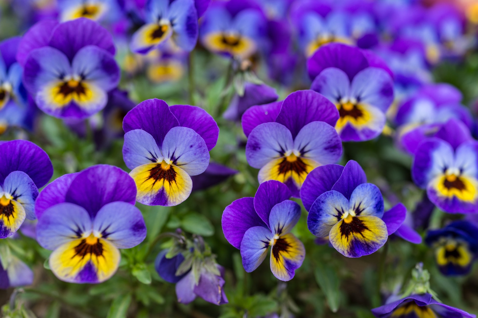 Viola: Following These Care Guidelines Will Prolong Their Long ...