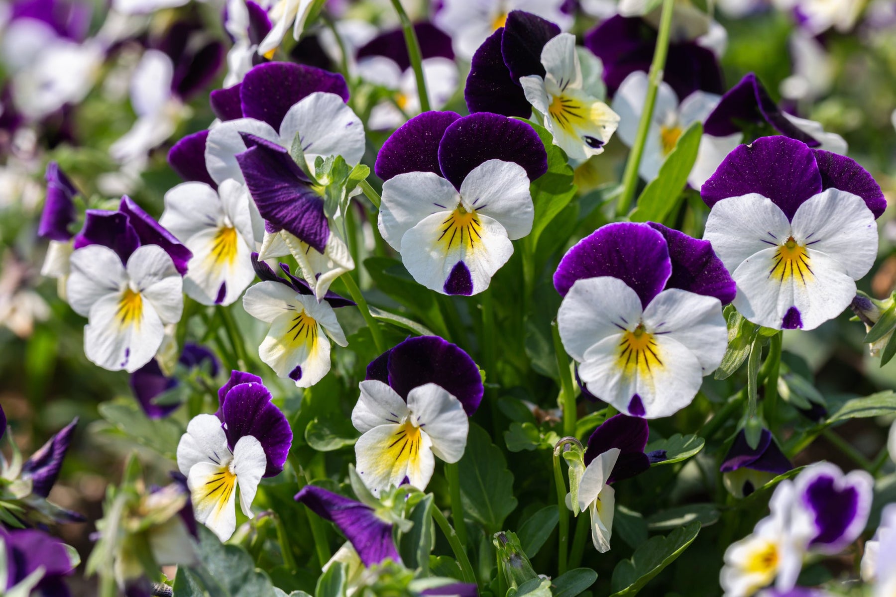 As A Basic Rule, Sow Violas Indoors Around 10-12 Weeks Before Spring ...