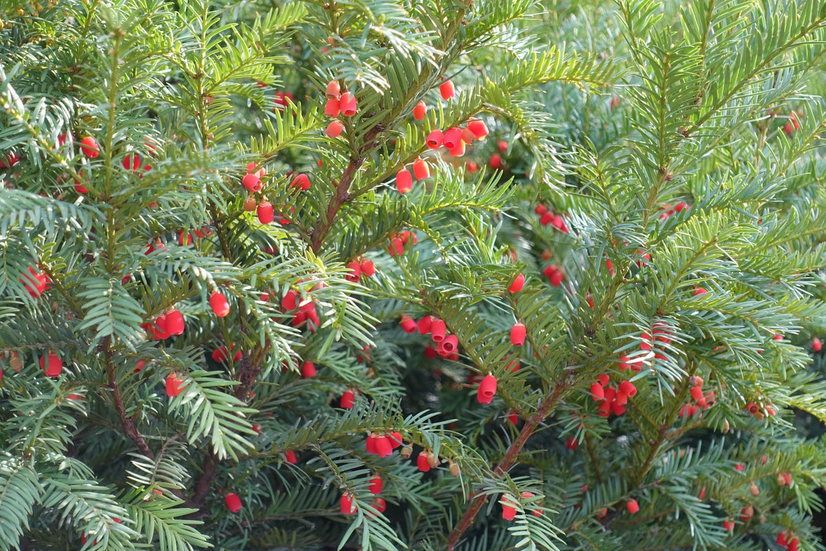 Expert Tips For Growing Yew: This Native Provides Form And Structure ...