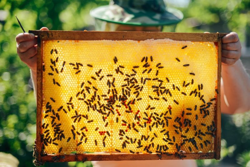 How We Can Help Bees In 14 Simple Steps | Horticulture.co.uk