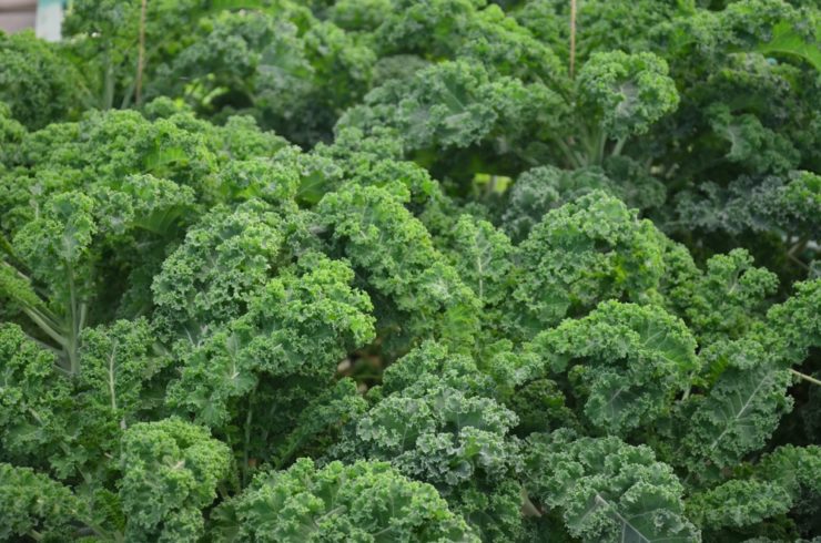 Kale Plant Care & Growing Tips | Horticulture Magazine