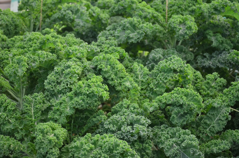 Kale Plant Care & Growing Tips | Horticulture Magazine