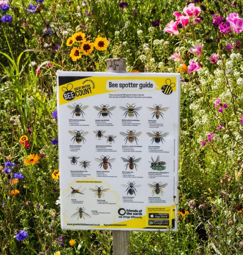 How We Can Help Bees In 14 Simple Steps | Horticulture.co.uk