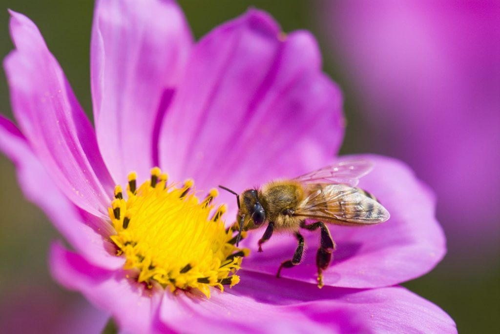 How We Can Help Bees In 14 Simple Steps | Horticulture.co.uk