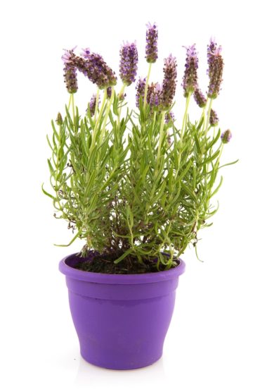 French Lavender – Planting, Pruning & Care Tips | Horticulture