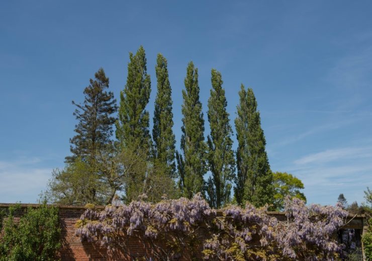 The 9 Best Trees For Small Garden Spaces | Horticulture.co.uk