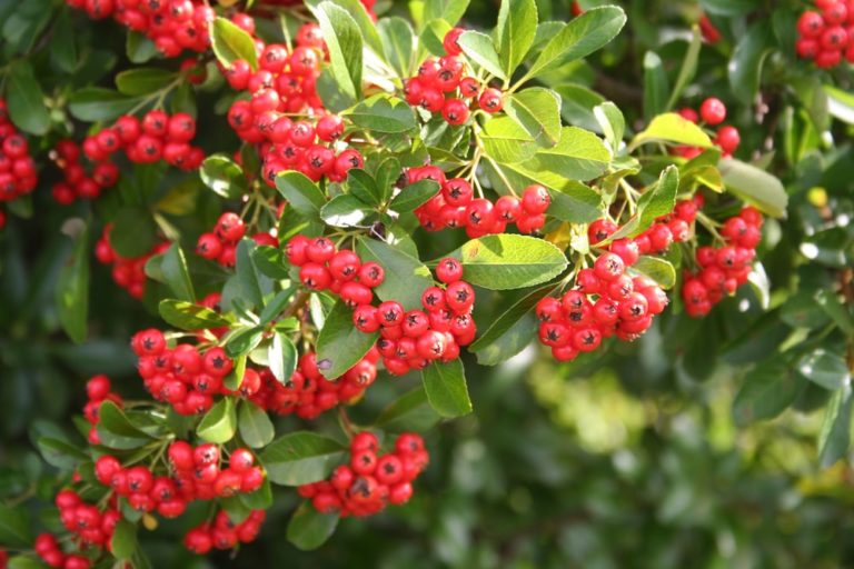 14 Reliable Hedging Plants That Are Popular Throughout The Country ...