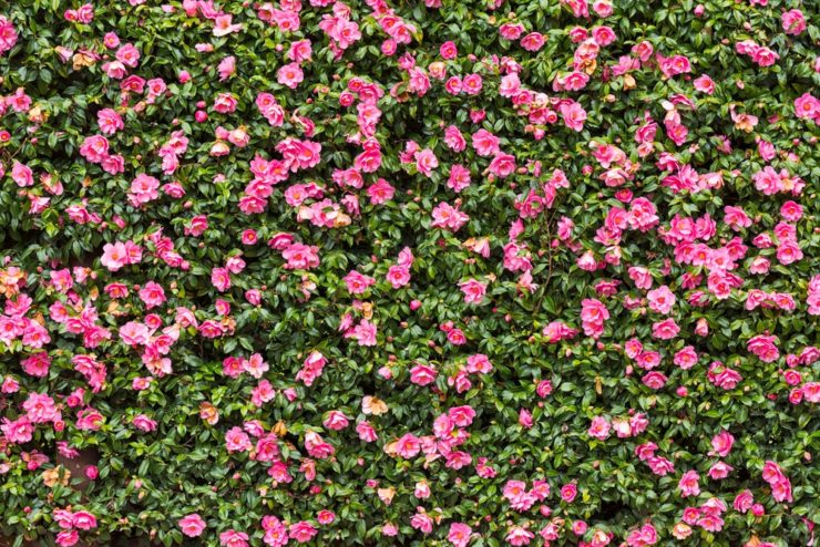 14 Reliable Hedging Plants That Are Popular Throughout The Country ...