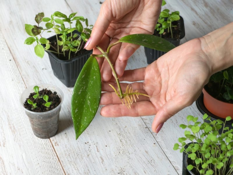Master Horticulturist's Guide To Taking And Propagating Plant Cuttings ...