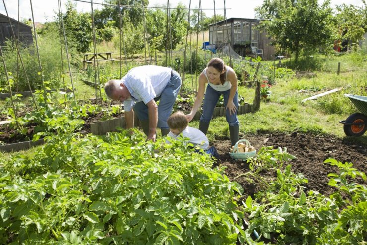 Starting An Allotment: The Ultimate Guide | Horticulture.co.uk