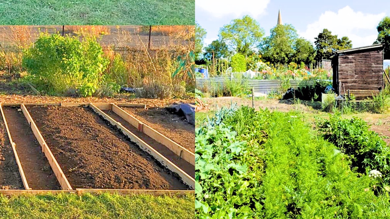 How To Start An Allotment: The Beginners Guide With Secrets From Expert ...
